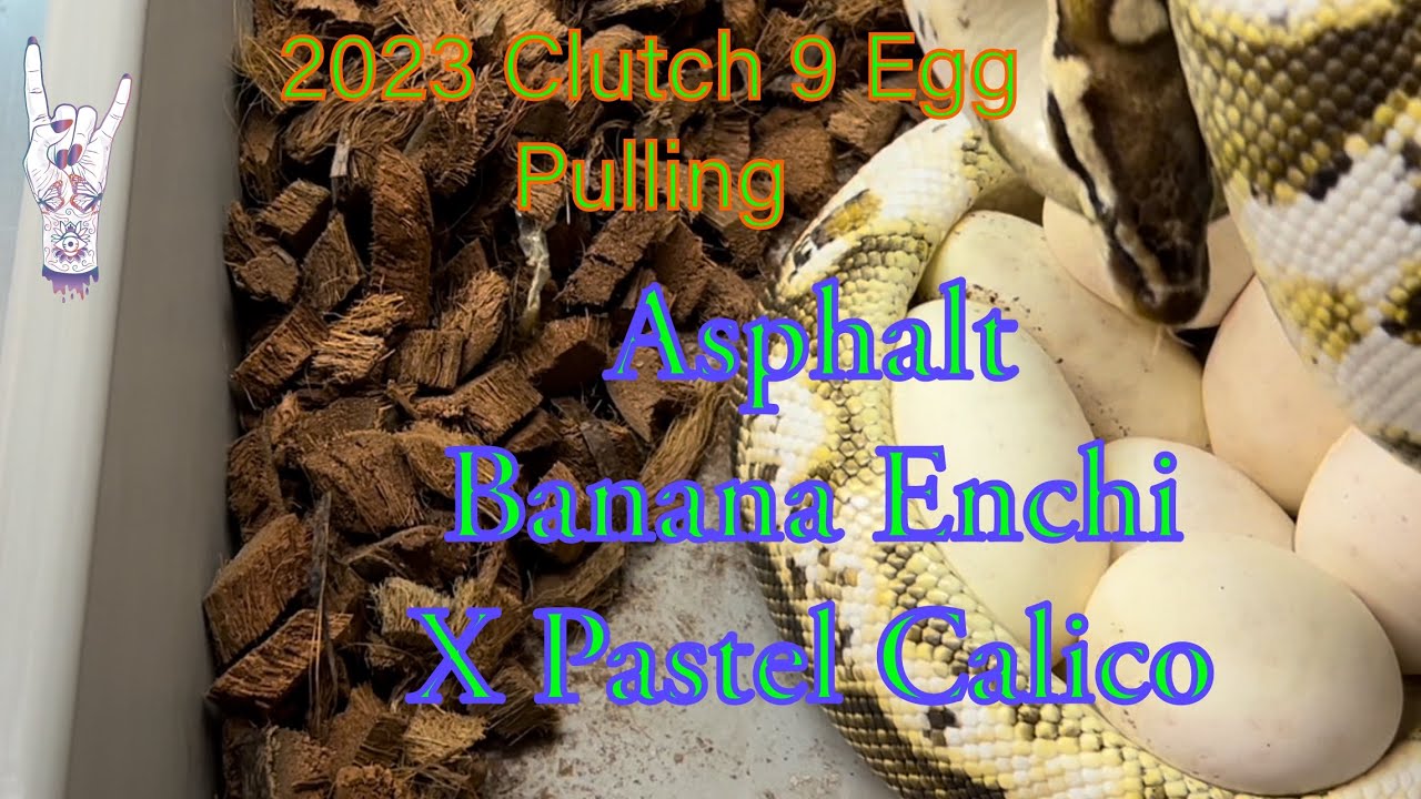 2023 Clutch 9 is here!!!! | Asphalt Banana Enchi X Pastel Calico | Ball ...
