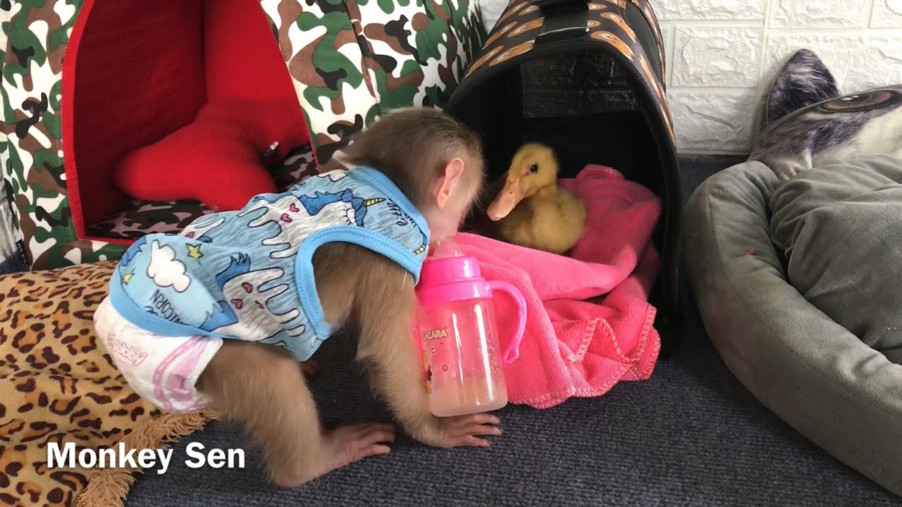 New home for the Su duck - YouTube