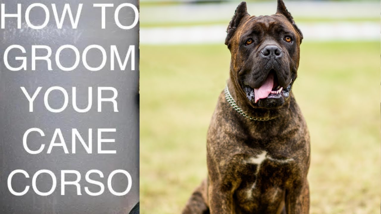 How I Give My Cane Corso A Bath - YouTube