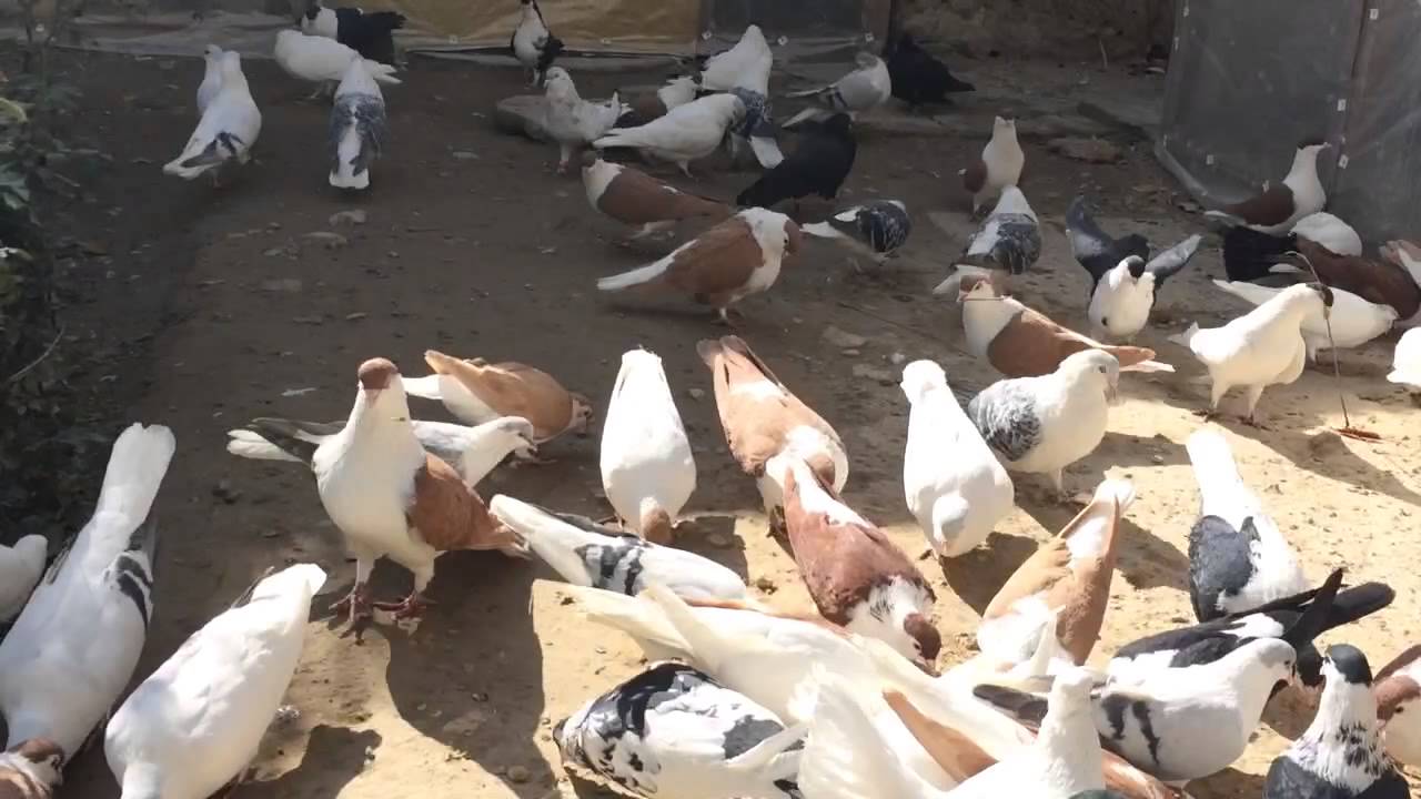 Kaftar Afghani 2014 - YouTube