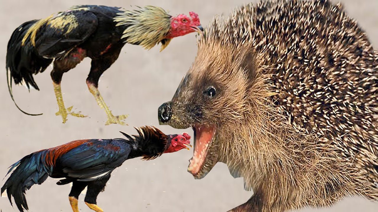 Hedgehog Feed Chicken But It Became Chicken Feed - YouTube