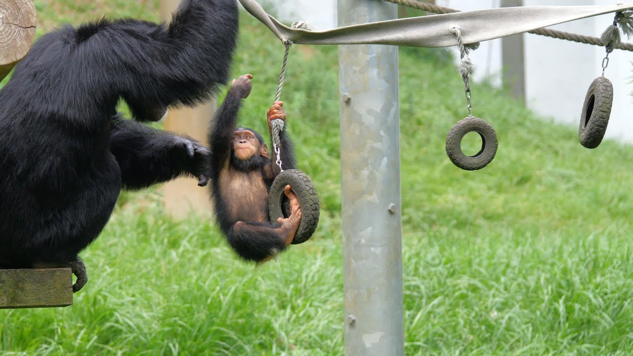 梯子のジン（Ladder Gin） 多摩動物公園 チンパンジー 202308 - YouTube