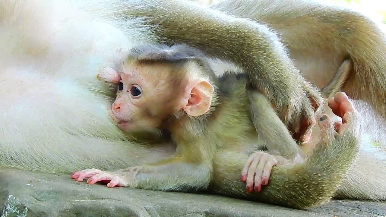 Newborn monkey shakes body much to get milk, The most beautiful monkey ...
