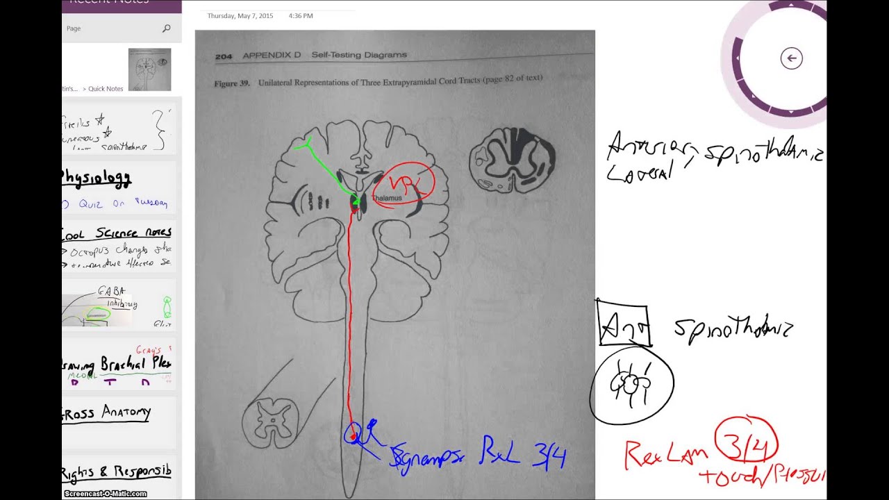 lateral and anterior spinothalamic tracts - YouTube