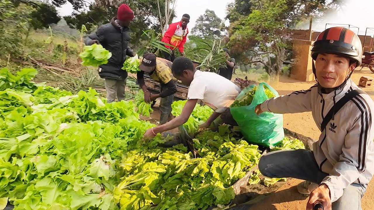 Số lượng lớn rau mang ra chợ đầu mối bán không hết phải mang về || Tony ...