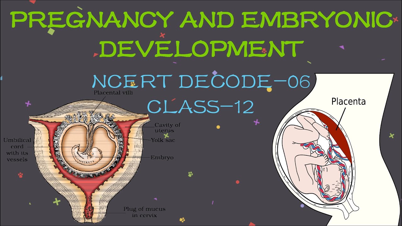 PREGNANCY AND EMBRYONIC DEVELOPMENT | NCERT DECODE-06 | CLASS-12 ...