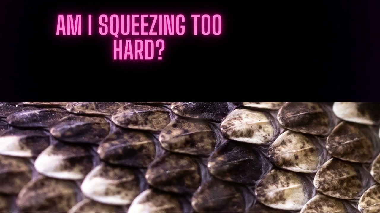 Cuddled And Protected In A Lamia Girl's Coils..I will protect you and ...