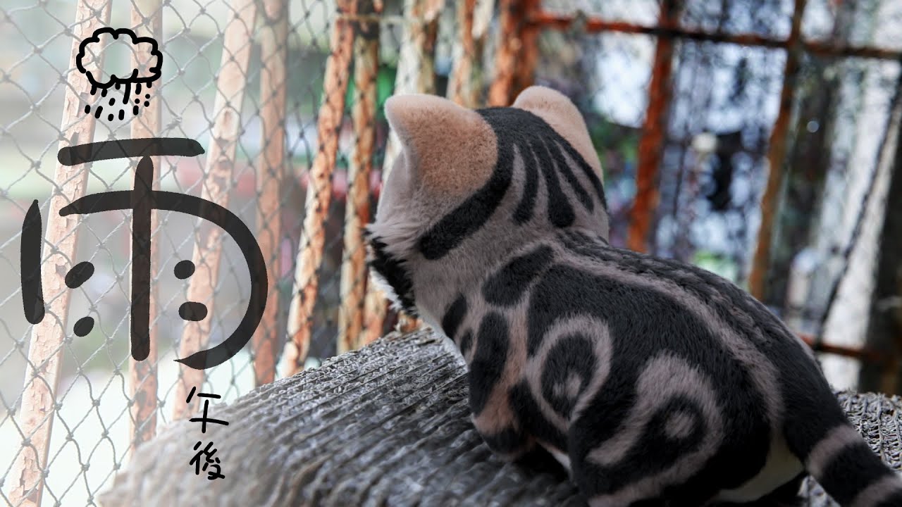 White Noise Cat | Sleep, Study, Focus | 1Hours #雨聲 ~午後 貓 - YouTube