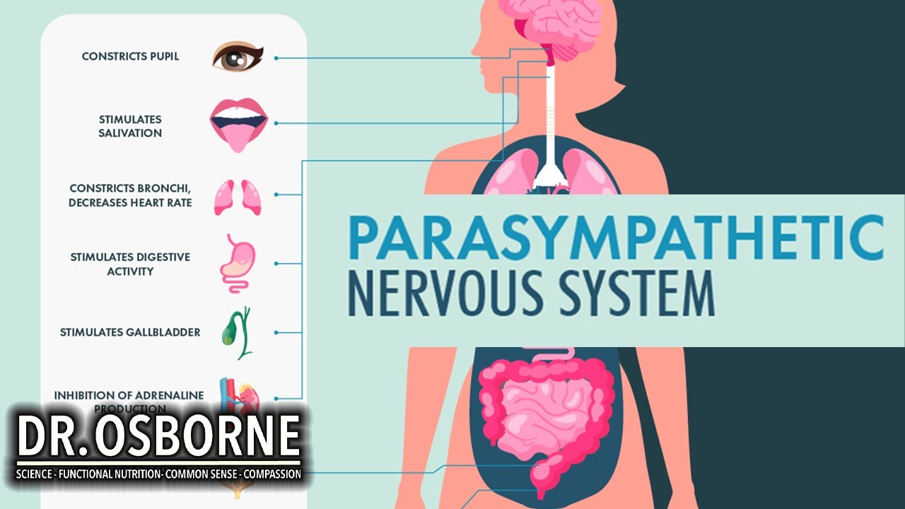 What Is The Parasympathetic Nervous System? - YouTube