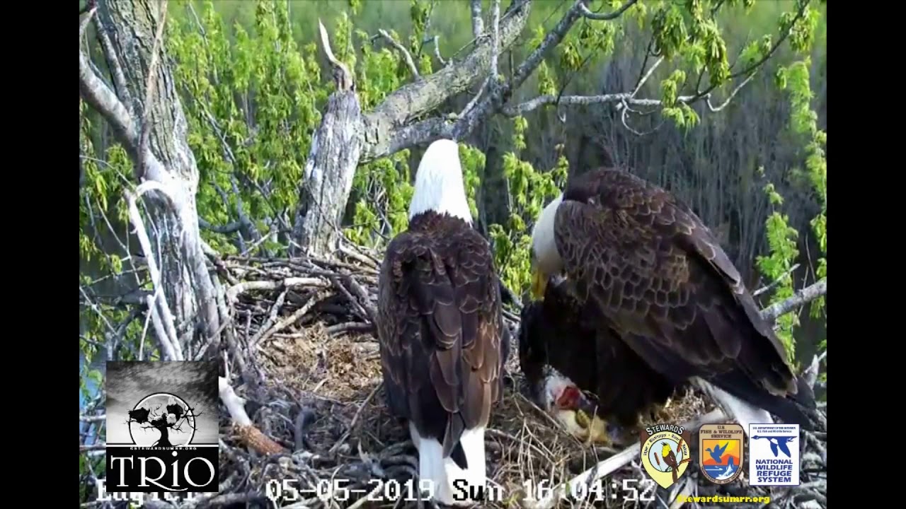 05-05-19 IL Trio eagles; feeding with company. - YouTube