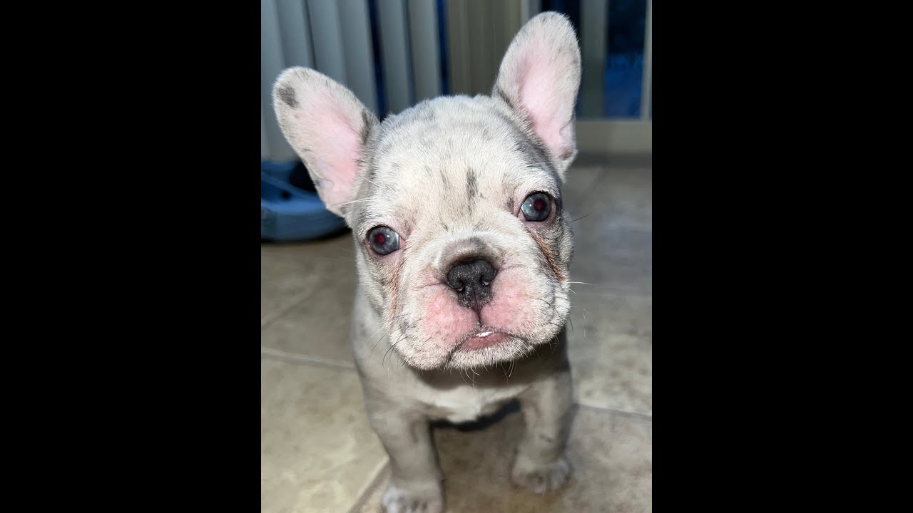 Puppies' First Vet Visit - YouTube