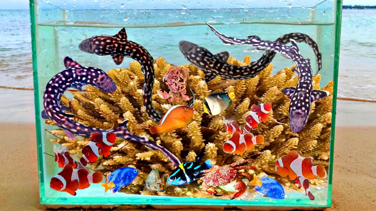 Temukan banyak hiu asli, hiu tutul, Kepiting hias, ikan nemo, ikan hias ...