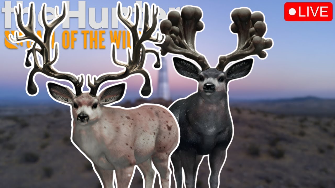 "ASKIY Ridge Mule Deer Setup | Great One Grind Begins" - LIVE!!! - YouTube