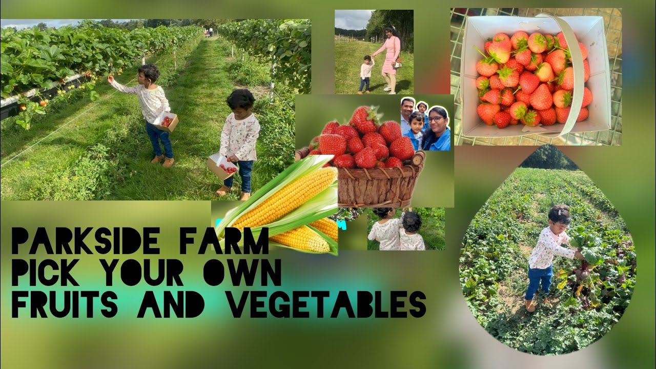 Parkside Farm,Enfield,London ||The Home of Pick your own🍓🌽🫛🌻 ...