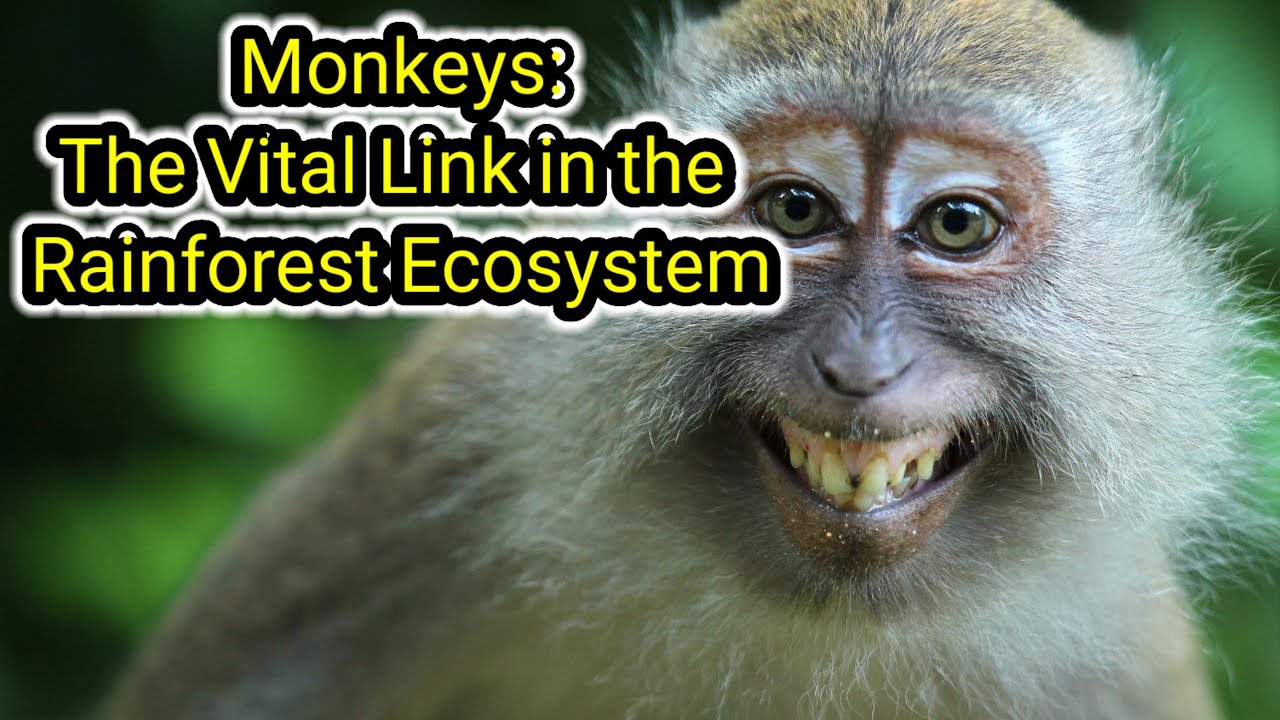 Monkeys: The Vital Link in the Rainforest Ecosystem - YouTube