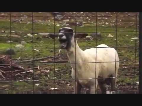 Kids Praise Songs With Screaming Goats - YouTube
