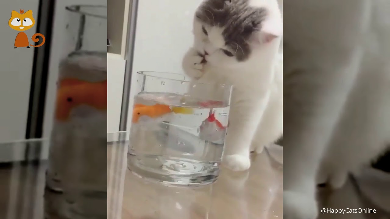 Cats and Fish Funny Compilation - YouTube