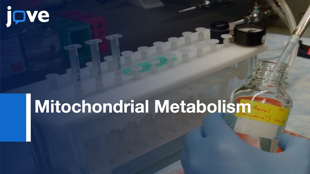 Human platelets Analysis to study Mitochondrial Metabolism | Protocol Preview - YouTube