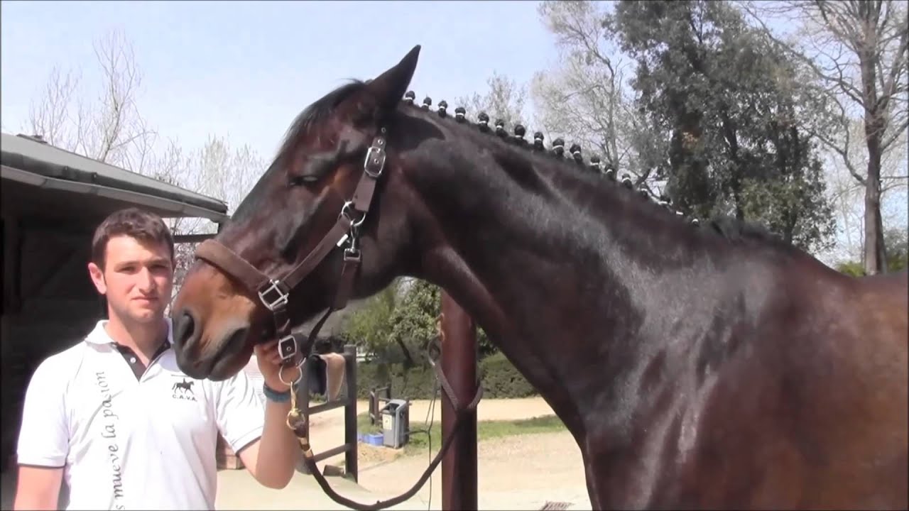 Como trenzar Crines y Cola del Caballo. Guía práctica Nº 7. Supreme ...