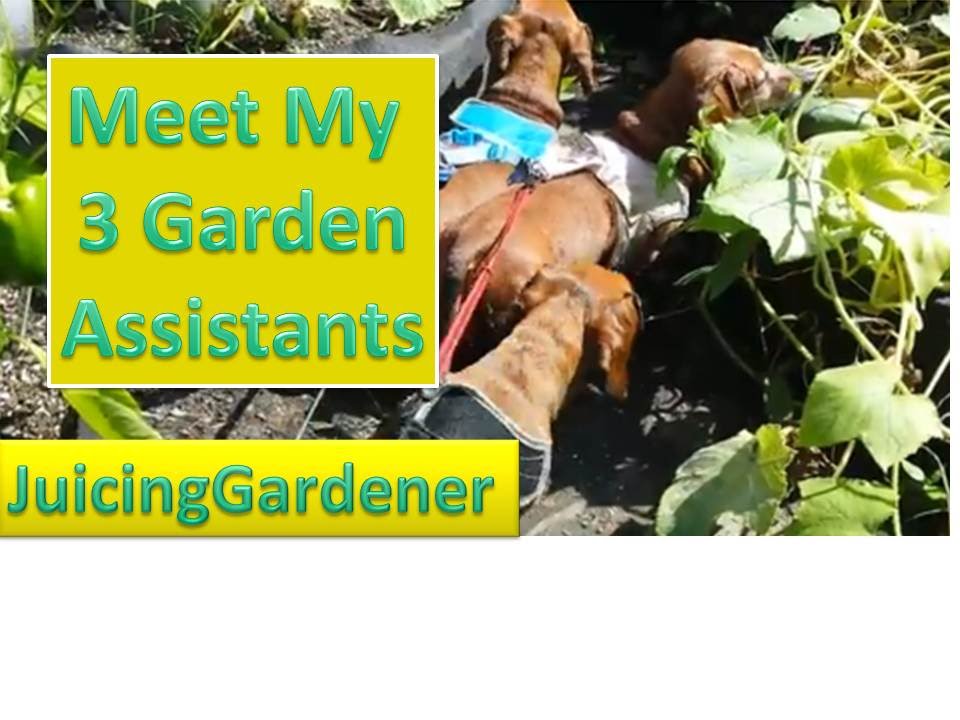Meet My 3 Low Rider Assistant Gardeners (Wiener Dog Garden) - YouTube