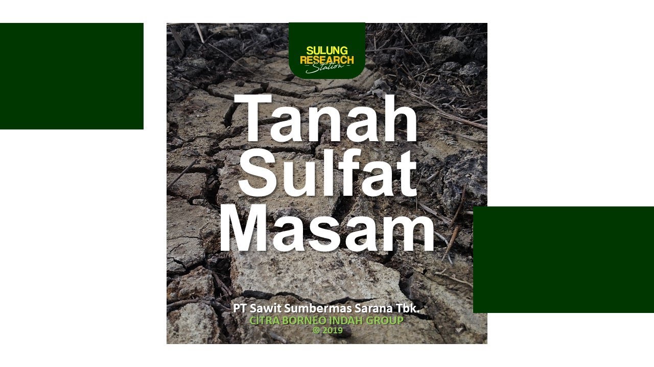 Potensi Dampak Lahan Sulfat Masam - YouTube