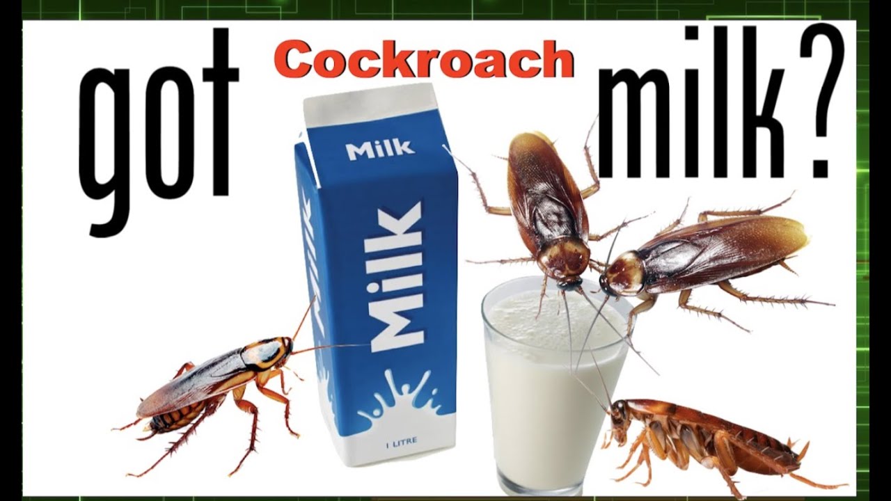 Cockroach Milk!!! What the ****? - YouTube