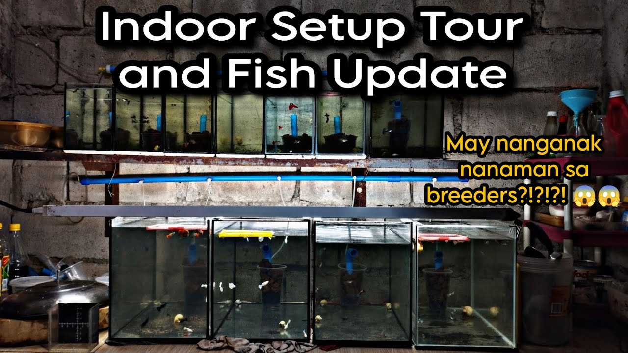 Indoor Setup Tour + Fish Update | Ace Fish Farm - YouTube