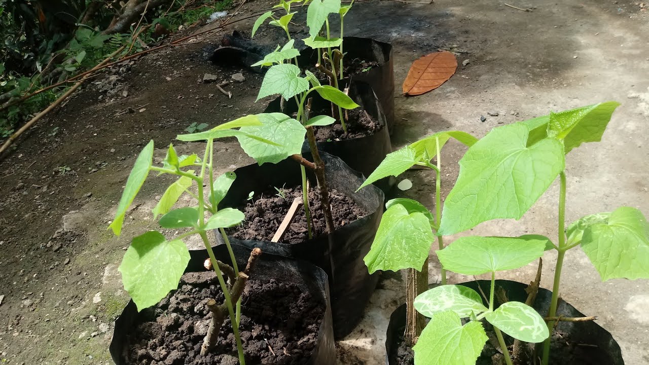 PIPINO PLANTING KO TO MALAPIT SA HOUSE | GARDEN - YouTube