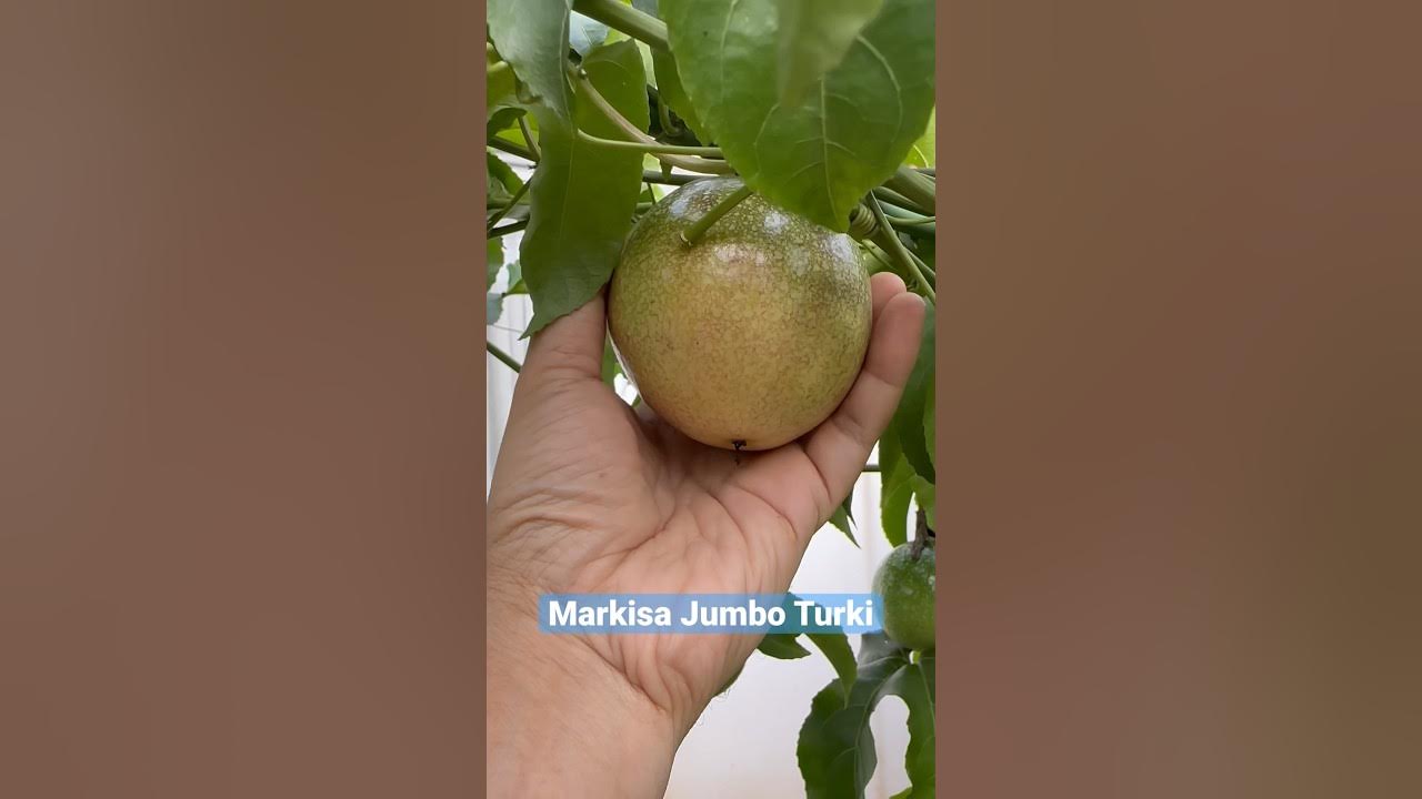 Markisa Jumbo Turki unboxing - YouTube