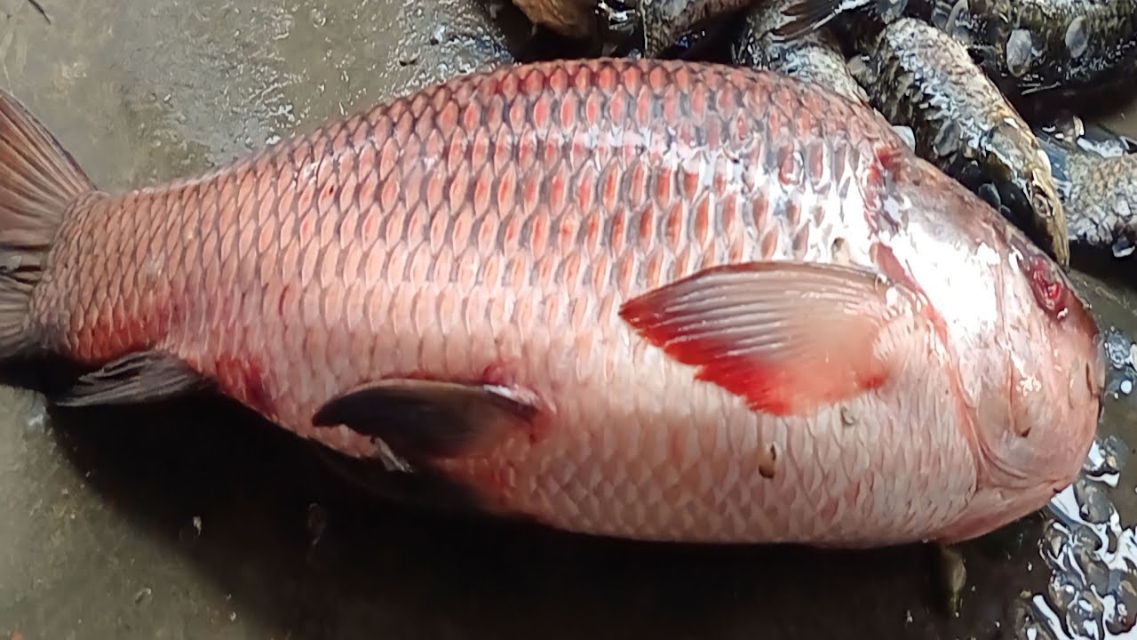 লাল রুই মাছ কাটার সুন্দর একটা ভিডিও | Amazing Red Ruhi fish cutting ...