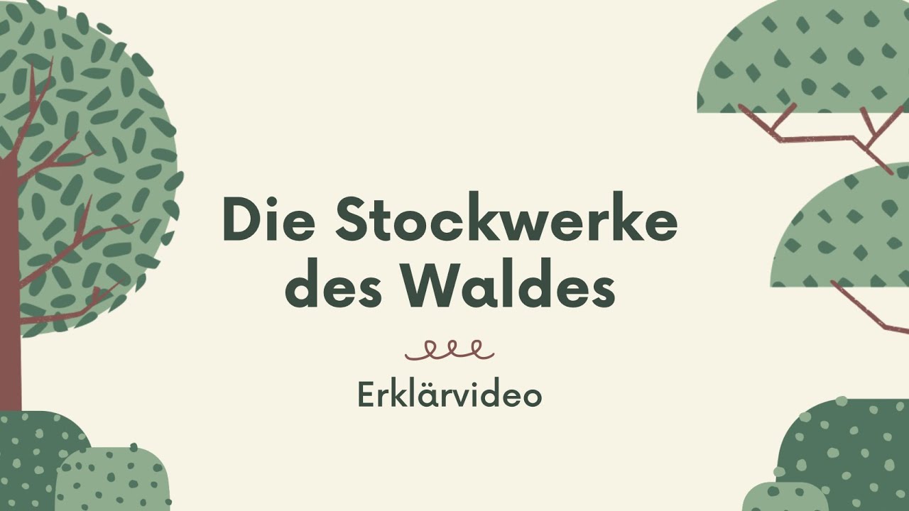 Erklärvideo - Die Stockwerke des Waldes - YouTube