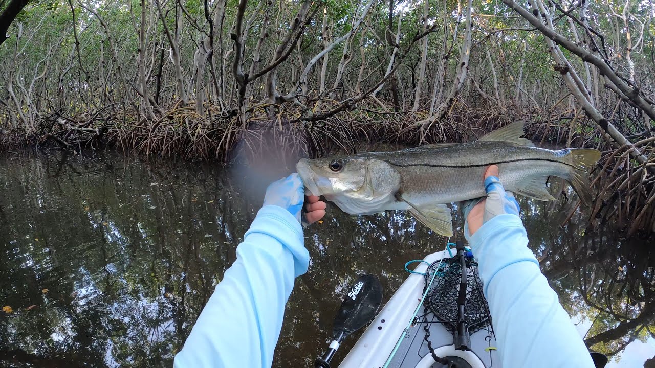 Snook in Mangrove Tunnels - YouTube