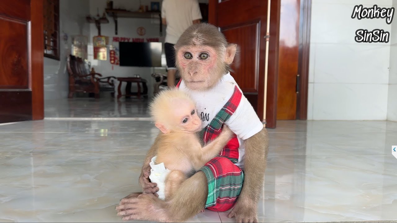 Full video of monkey SinSin taking care of baby monkey SuBi made the ...