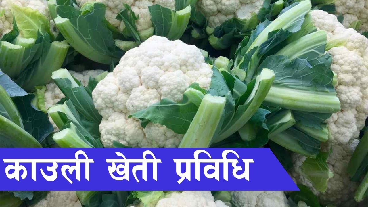 थोरै जमिनमा धेरै काउली फलाउने प्रविधि || How To Grow Cauliflower ...