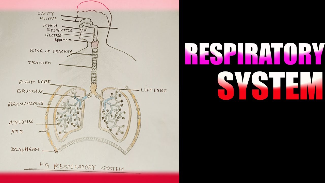 respiratory system | respiratory system diagram | respiratory system ...