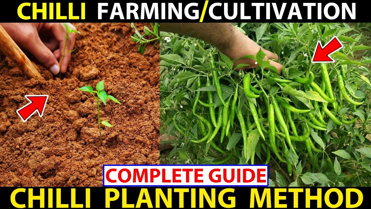 Chilli Farming | Chilli Cultivation | How To Farm Chilli | Chilli/Hot ...