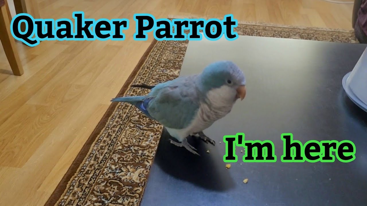 Quaker Parrot is Getting Tamed | Funny Monk Parakeet - YouTube