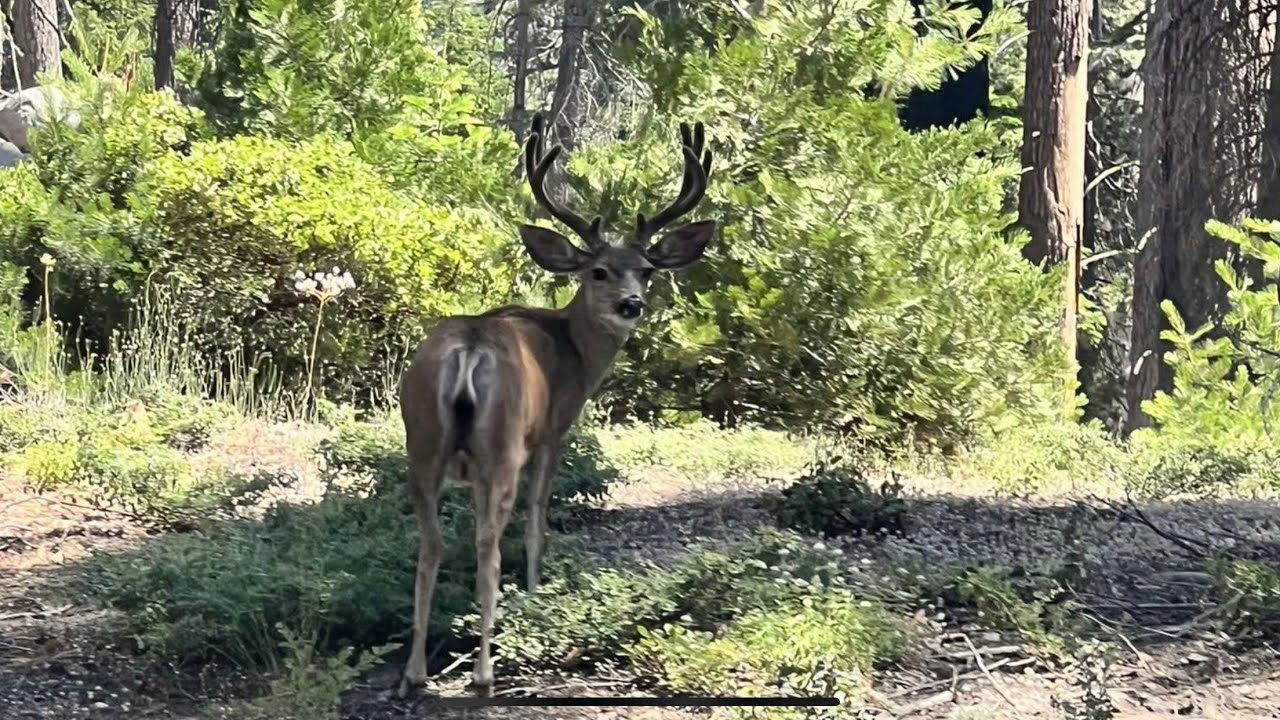 D Zone Archery Deer Opener!! | BUCK DOWN!!! | - YouTube