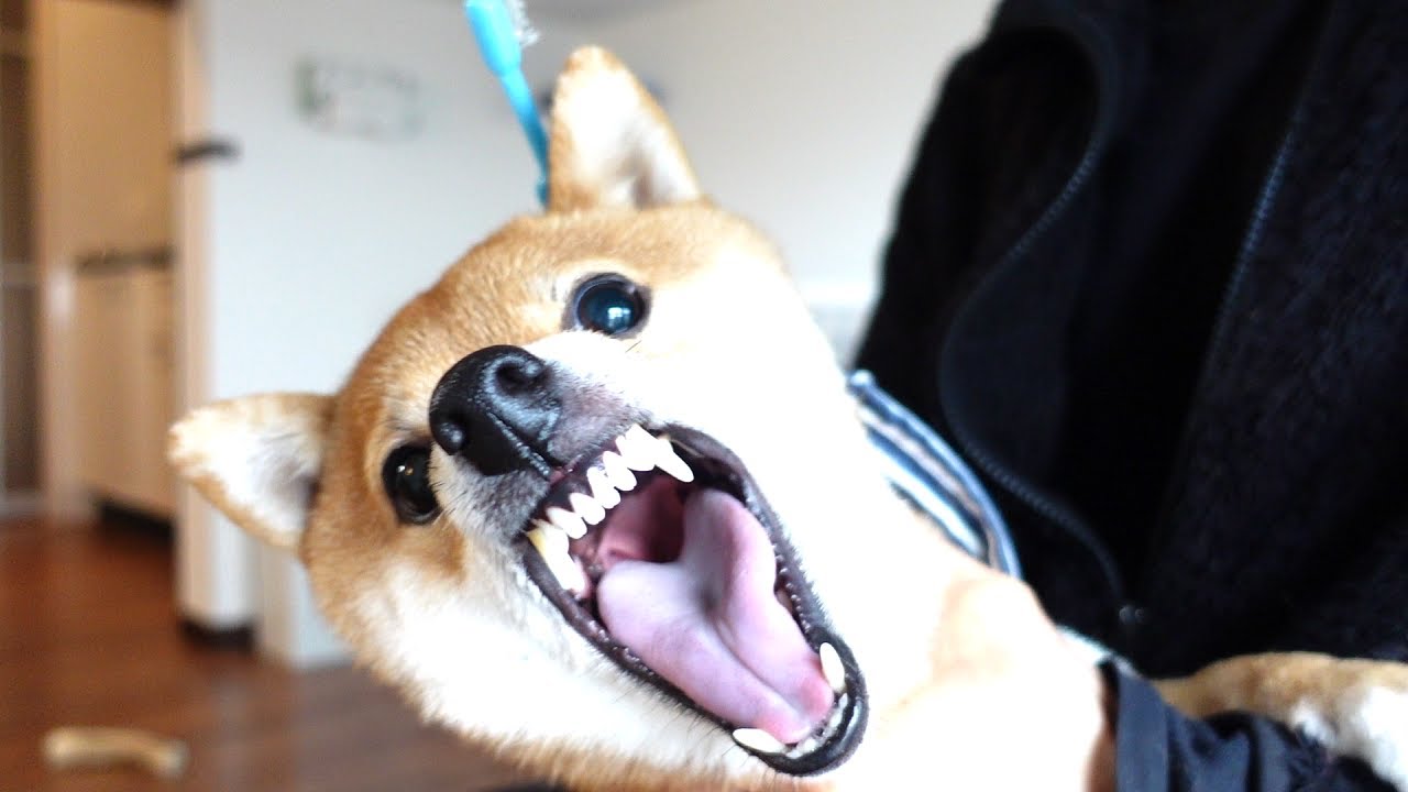 歯磨きを頑張る犬｜Dog trying hard to brush teeth | Small Japanese Shiba Inu ...