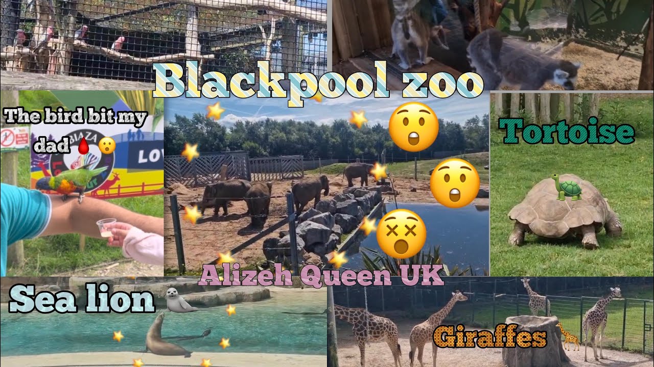 My dad got bit by a parrot | Blackpool zoo | Alizeh Queen UK - YouTube