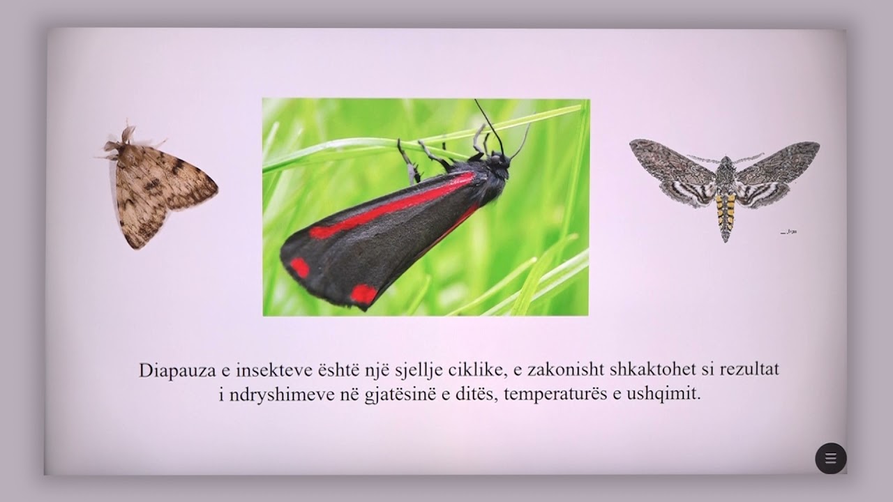 6 06 038 - Java 20 - Biologji - sjelljet ciklike - YouTube