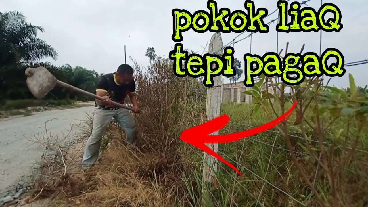 [Episod901] jalan dah lawa, kita bagi clear pokok liaQ yang tempek di ...