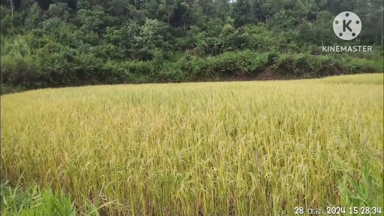 mus saib nplej ib leej tom liaj nawb EP1 2024 - YouTube