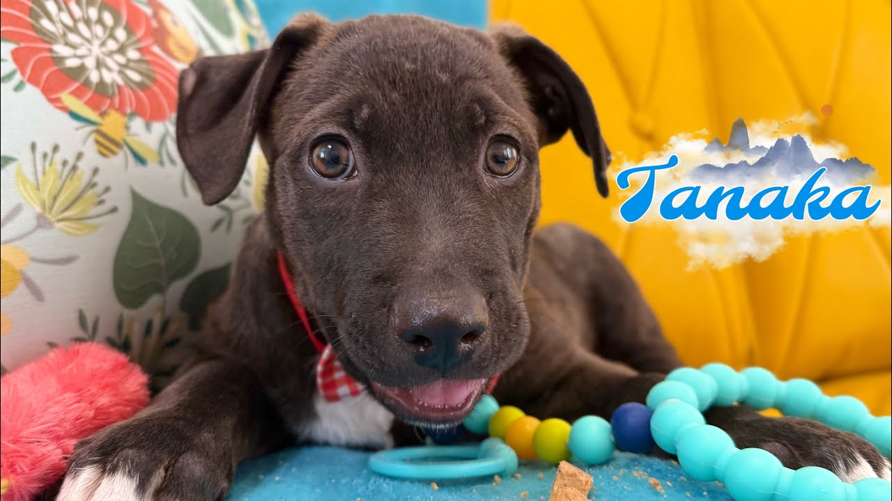 Handsome Tanaka will win your heart with snuggles and his sweet soulful ...