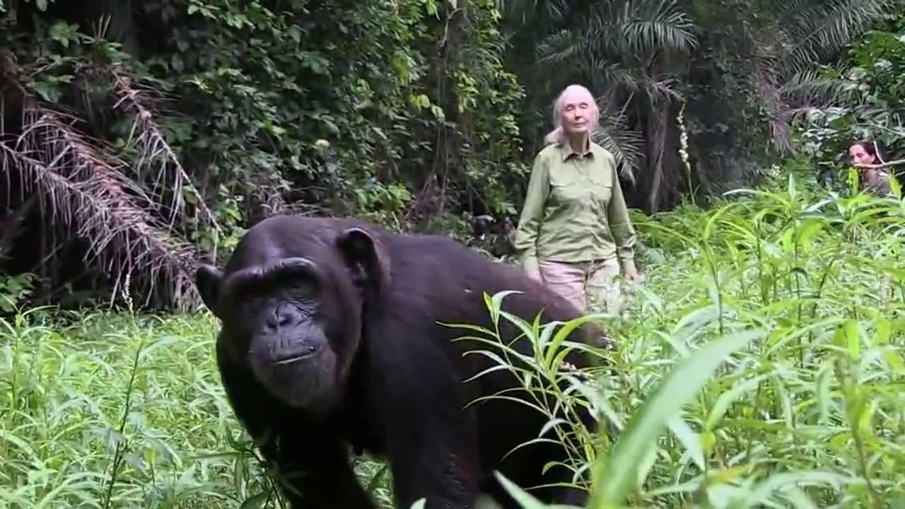 The Story of Wounda the Chimpanzee - YouTube