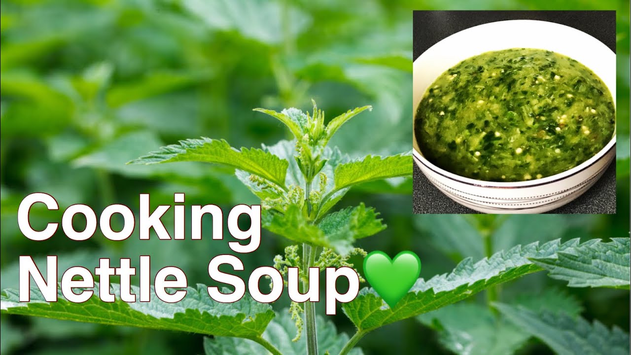 Cooking Nettle Soup 👩🏻‍🍳 Sisnu 😋 Organic Vegetable💚 - YouTube