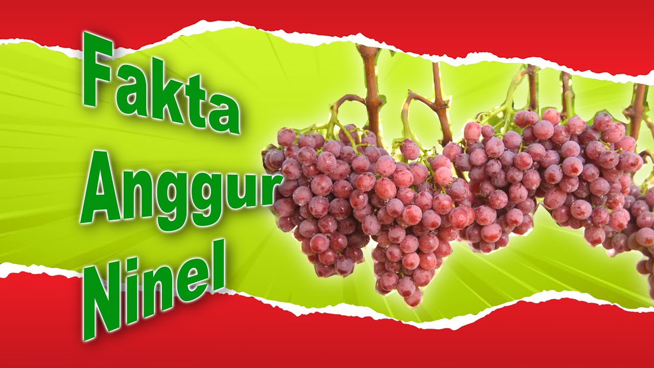 keunggulan anggur ninel, anggur impor asal ukraina yang paling manis ...