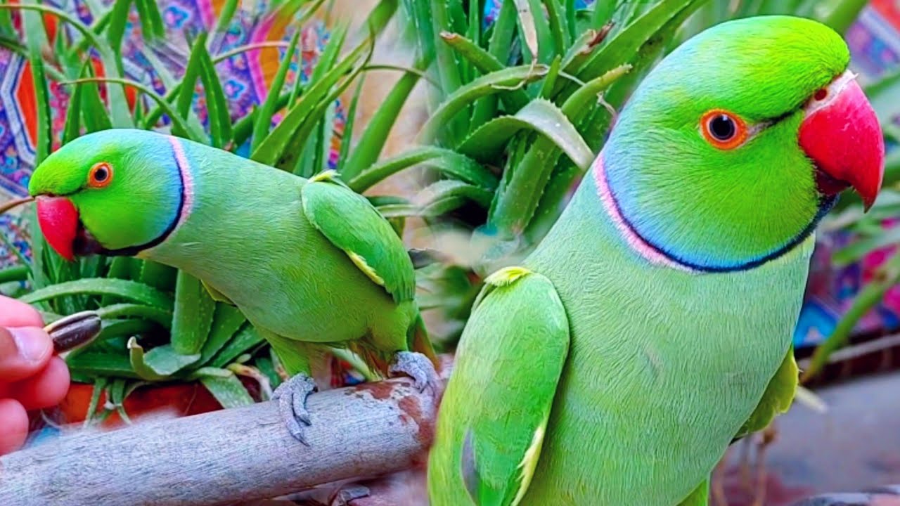 Unique Indian Bird🍃 Calling Mithu Natural ️Sounds Voices ️‍🔥 - YouTube