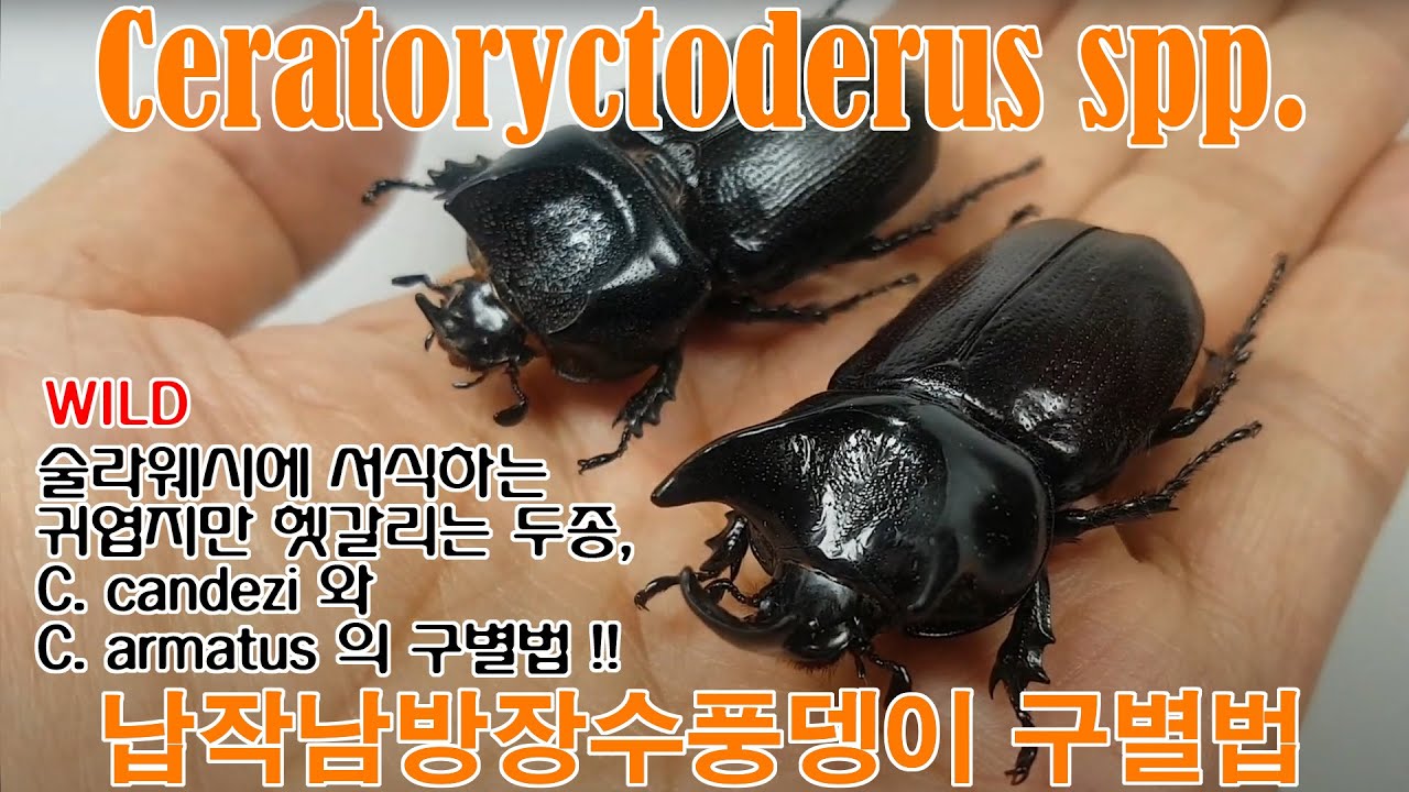 What is the difference of Ceratoryctoderus spp.? 납작남방장수풍뎅이 구별법! - YouTube