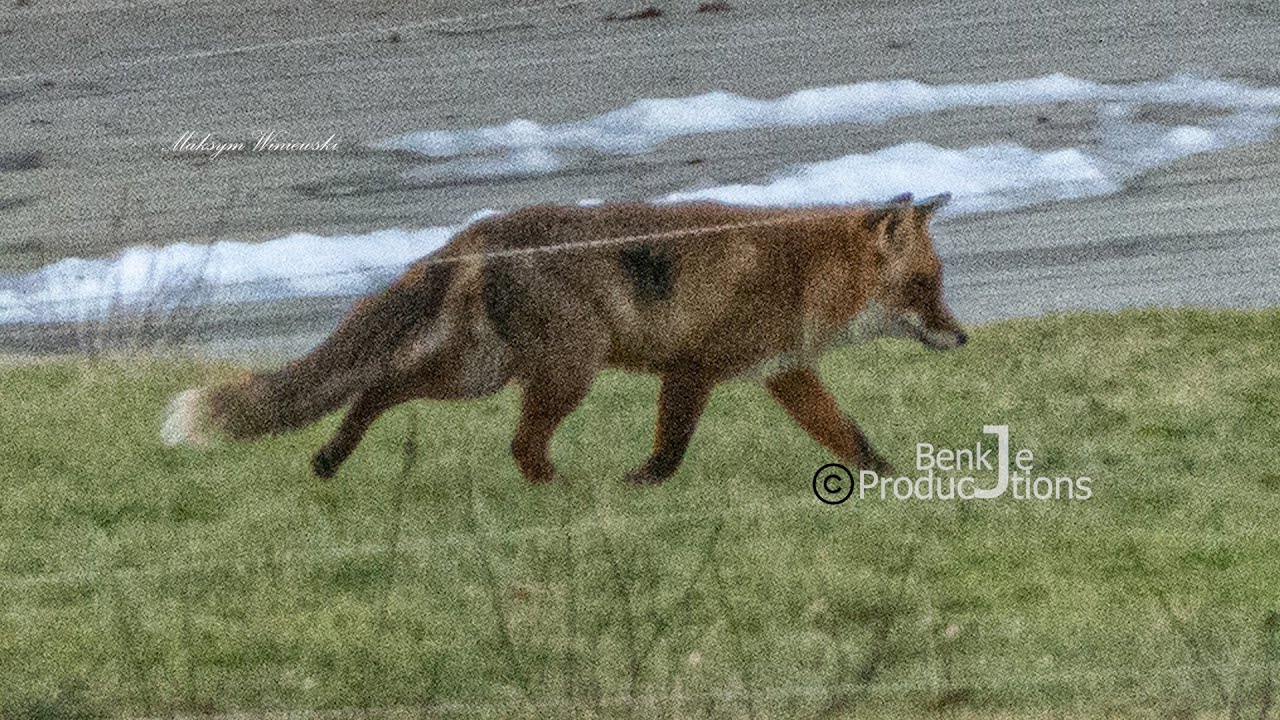 Fox Fox (1) - YouTube